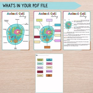 Animal Cell Structure Diagram Biology Lesson for Kids, Science Unit ...