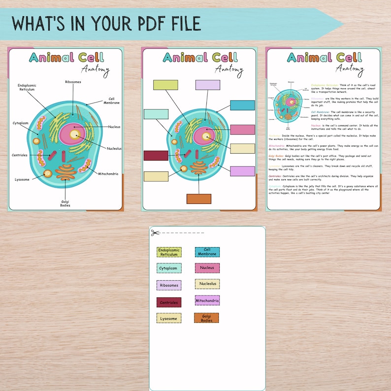 Animal Cell Structure Diagram Biology Lesson for Kids, Science Unit ...