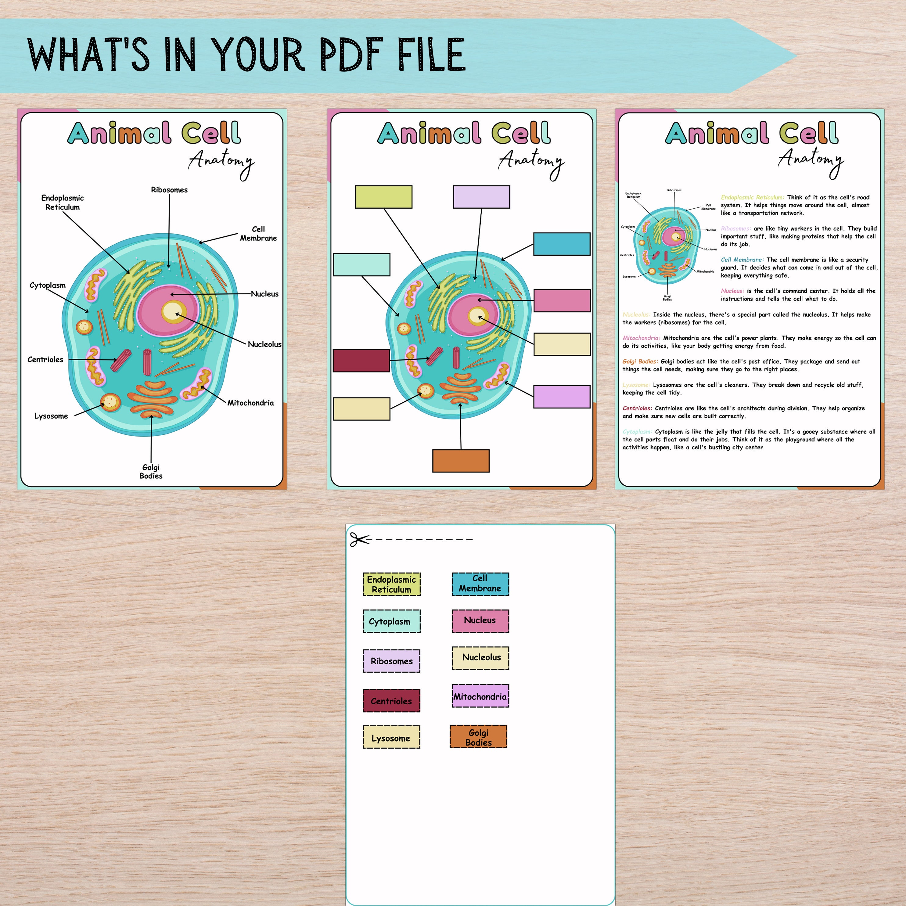 Animal Cell Structure Diagram Biology Lesson for Kids, Science Unit ...