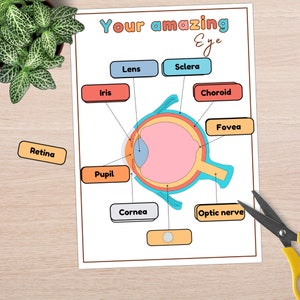 Eye Anatomy Activity for Kids: Printable Diagram & Science Game (PDF ...