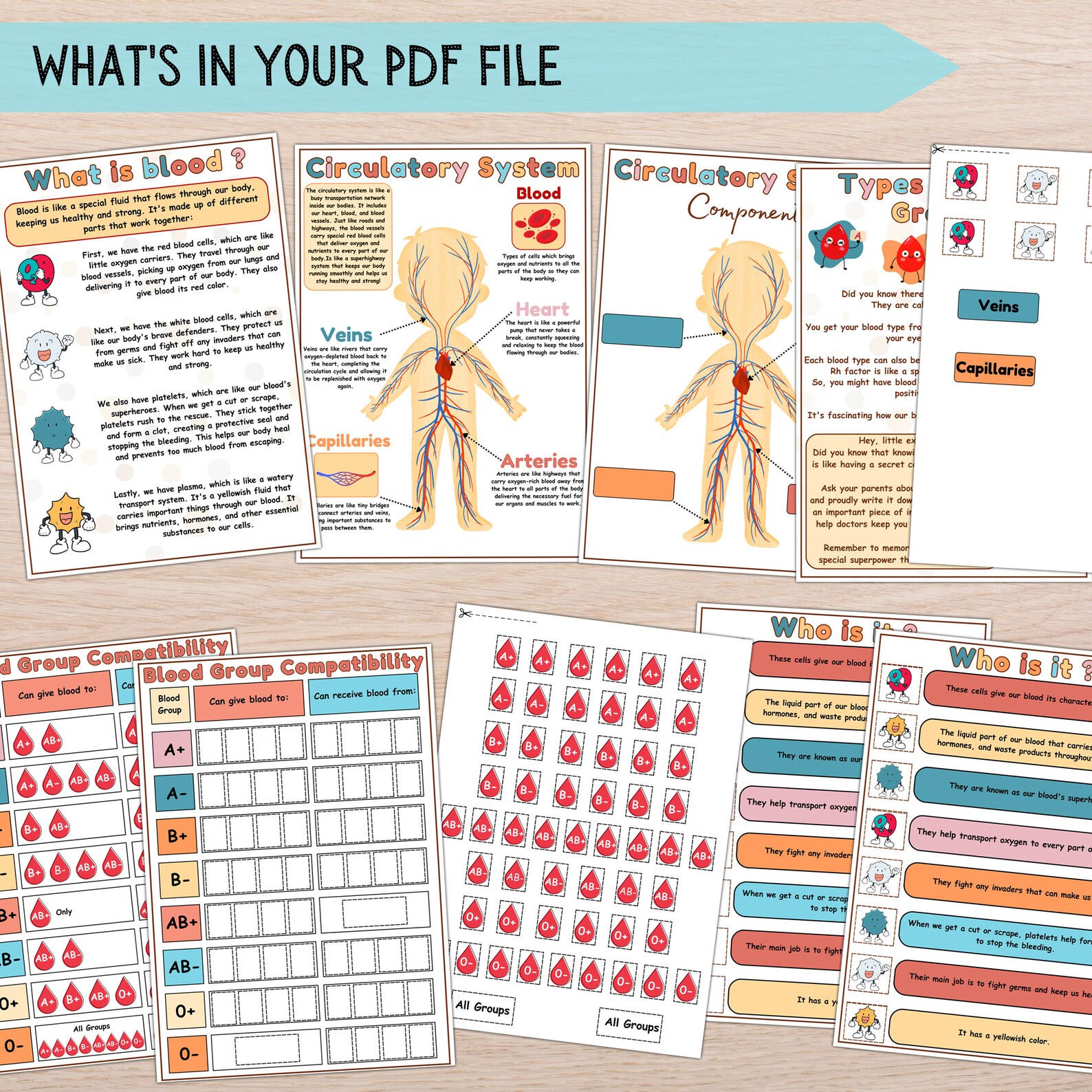 Circulatory System Activity, Blood Types & Compatibility Lesson, My ...