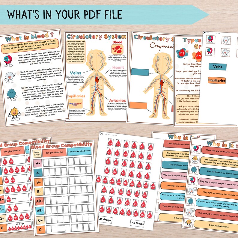Circulatory System Activity, Blood Types & Compatibility Lesson, My ...