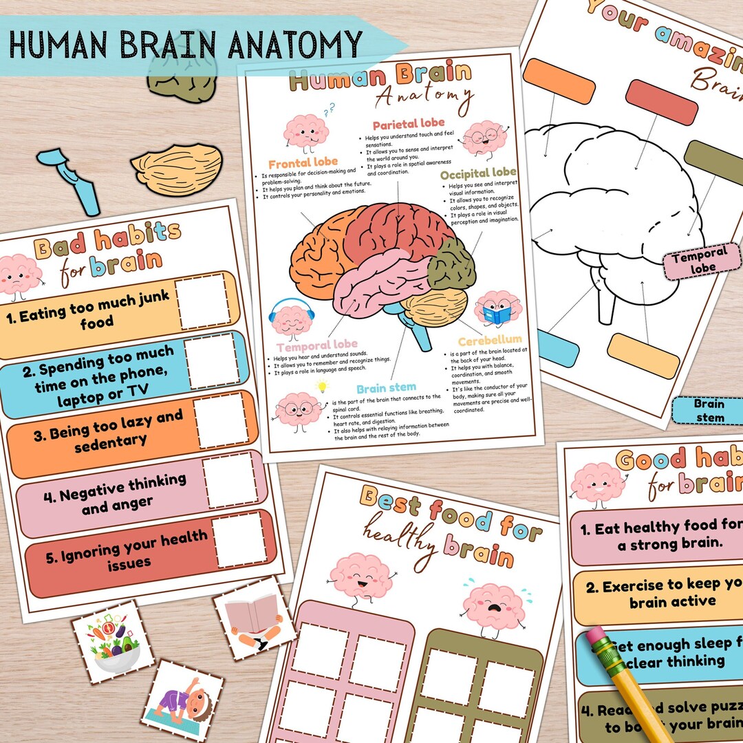 Human Brain Anatomy for Kids, Homeschool Activity, Brain Puzzle, Kids ...