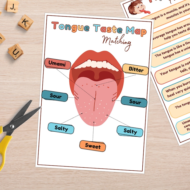 My Body Unit Study Toddler, Tongue Taste Buds for Kids, Anatomy Busy ...