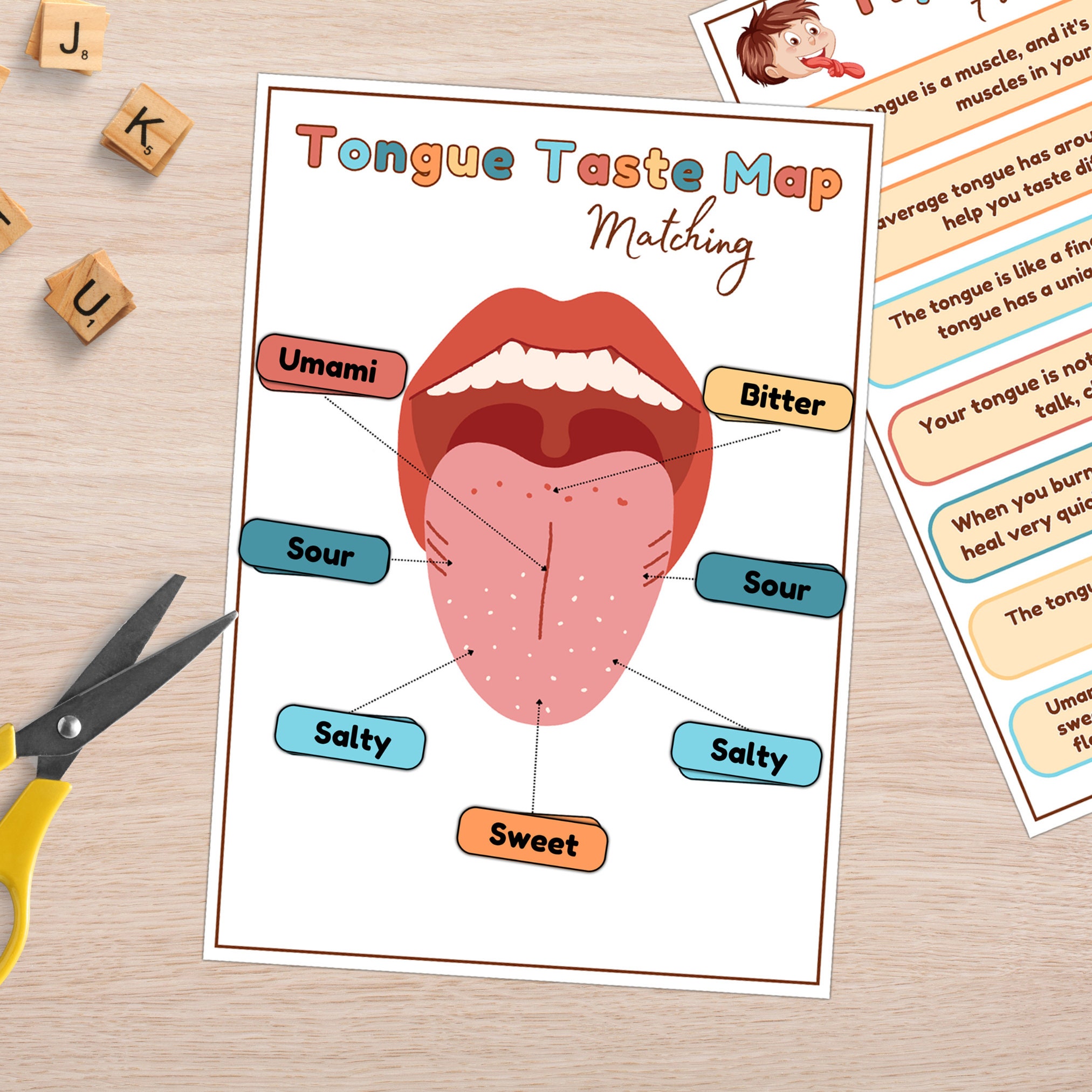 My Body Unit Study Toddler, Tongue Taste Buds for Kids, Anatomy Busy ...