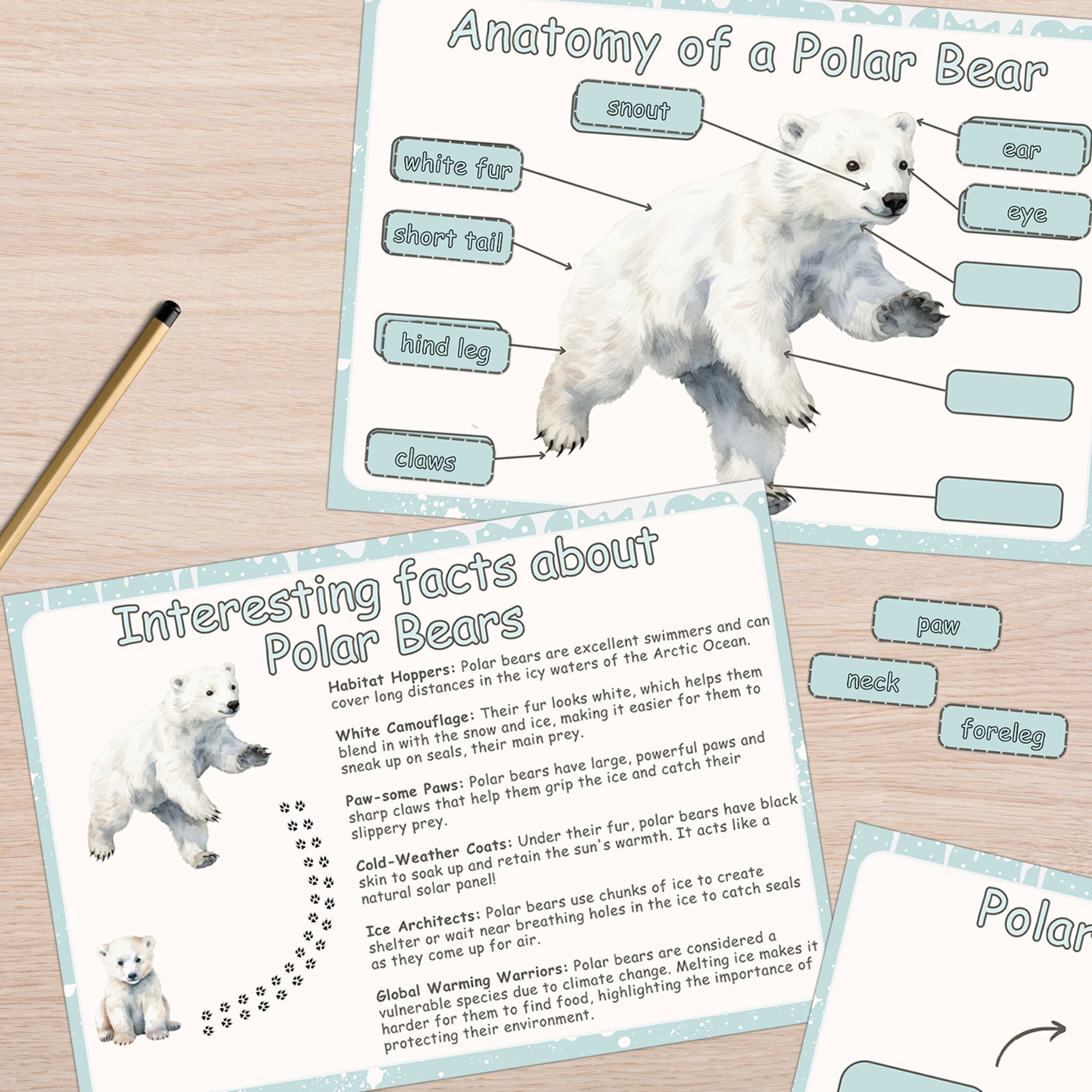 Polar Bear Unit Study Kids, Winter Christmas Activity, Homeschool ...