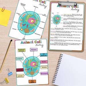 Animal Cell Structure Diagram Biology Lesson for Kids, Science Unit ...