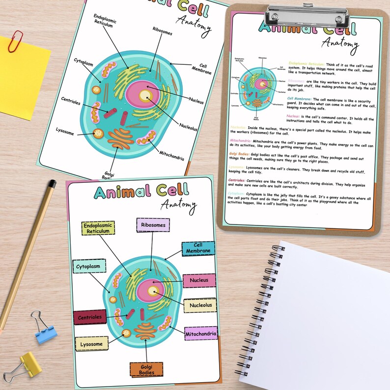 Animal Cell Structure Diagram Biology Lesson for Kids, Science Unit ...