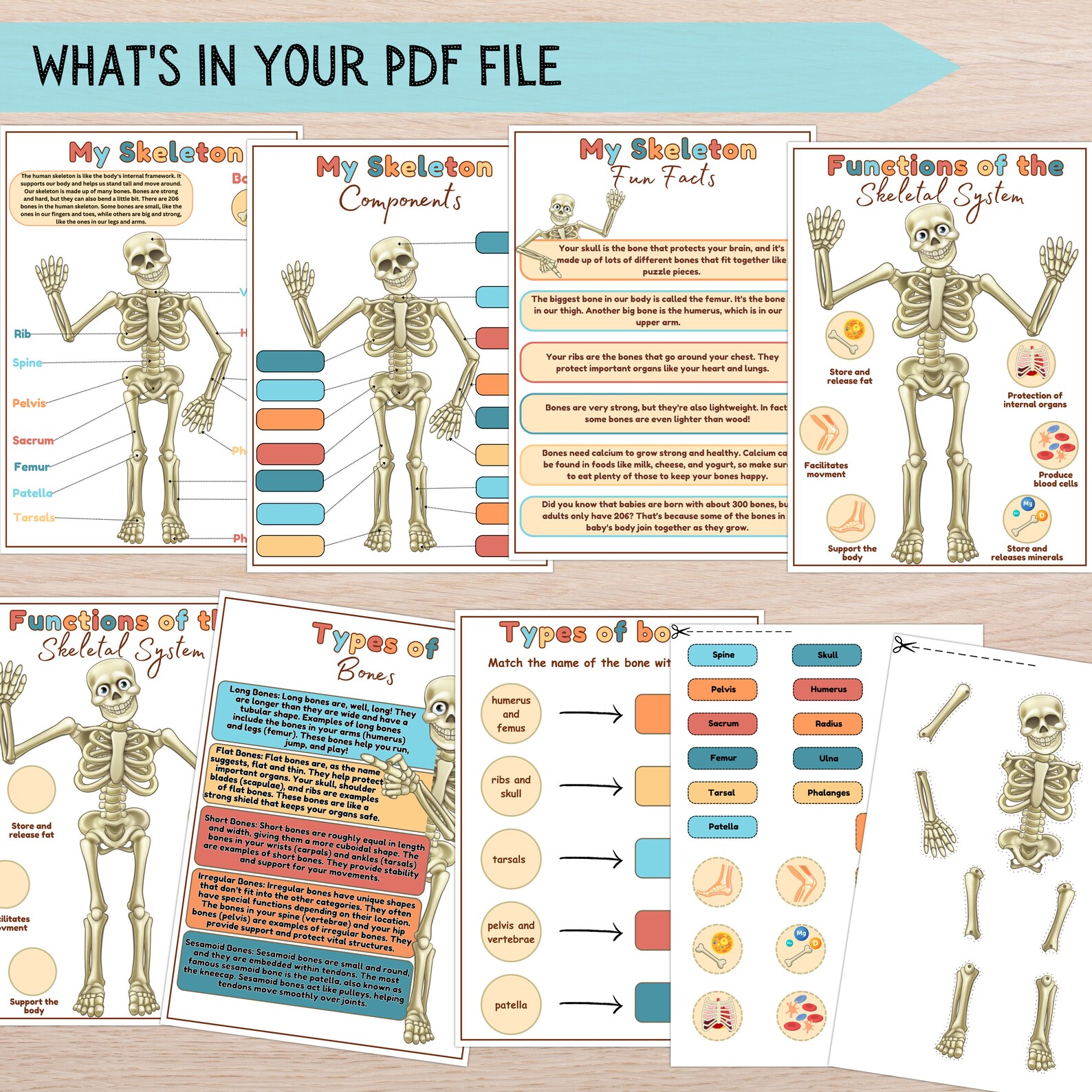 Human Skeleton Anatomy Learning Bundle, Skeleton Activity, Kids Bones ...