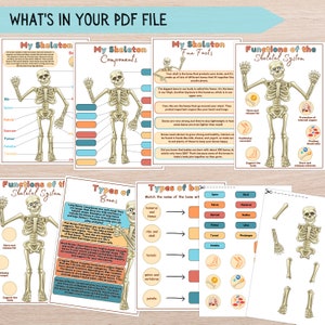 Human Skeleton Anatomy Learning Bundle, Skeleton Activity, Kids Bones ...