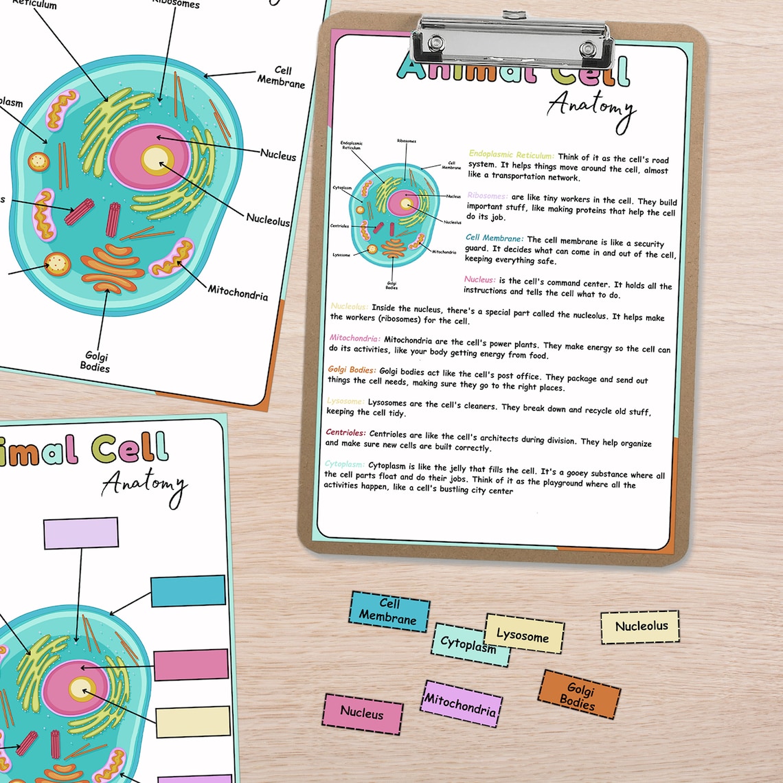 Animal Cell Structure Diagram Biology Lesson for Kids, Science Unit ...