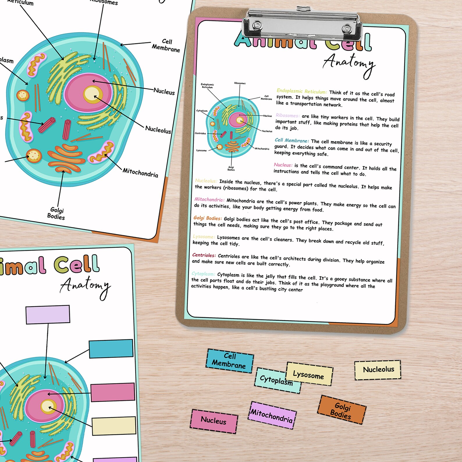 Animal Cell Structure Diagram Biology Lesson for Kids, Science Unit ...