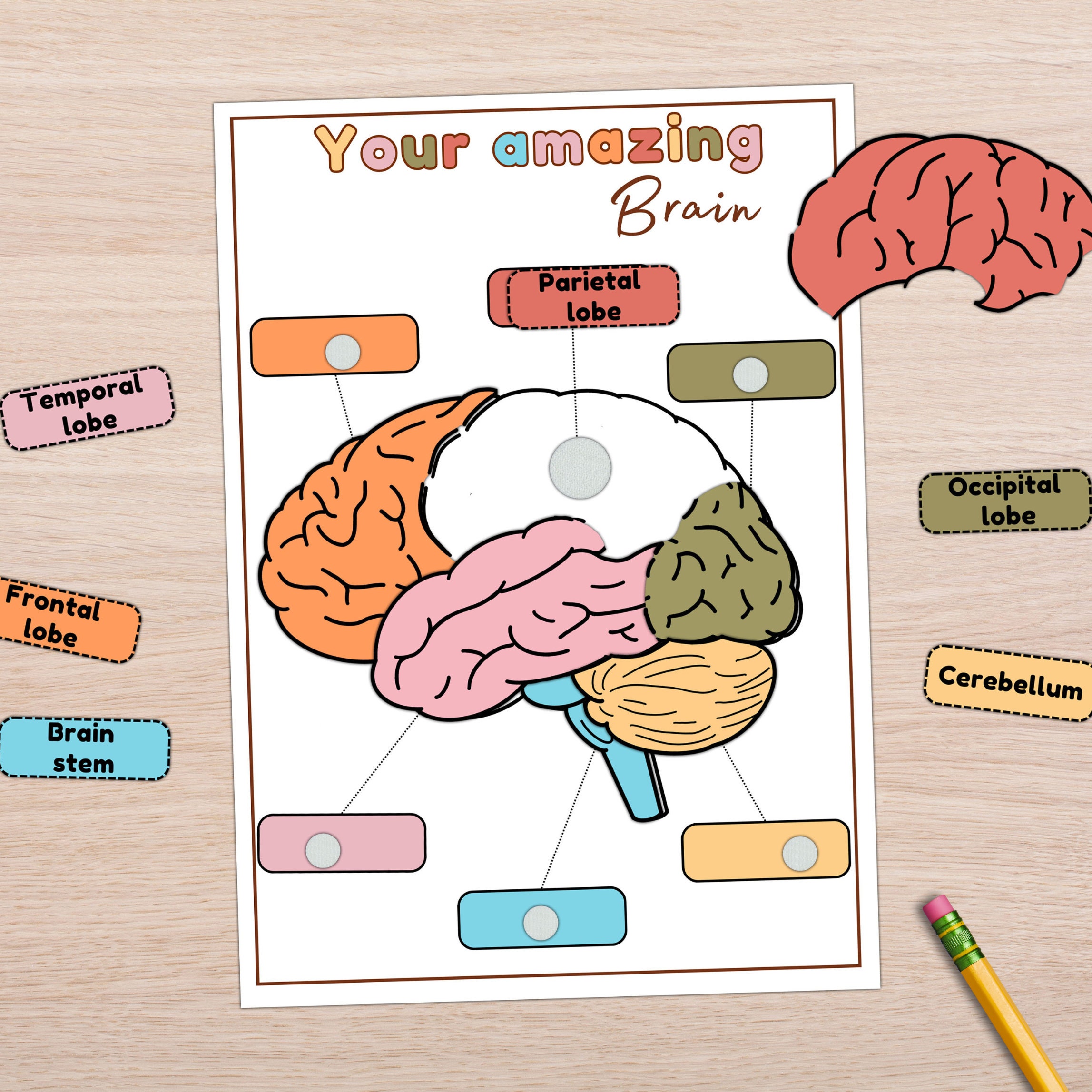 Human Brain Anatomy for Kids, Homeschool Activity, Brain Puzzle, Kids ...