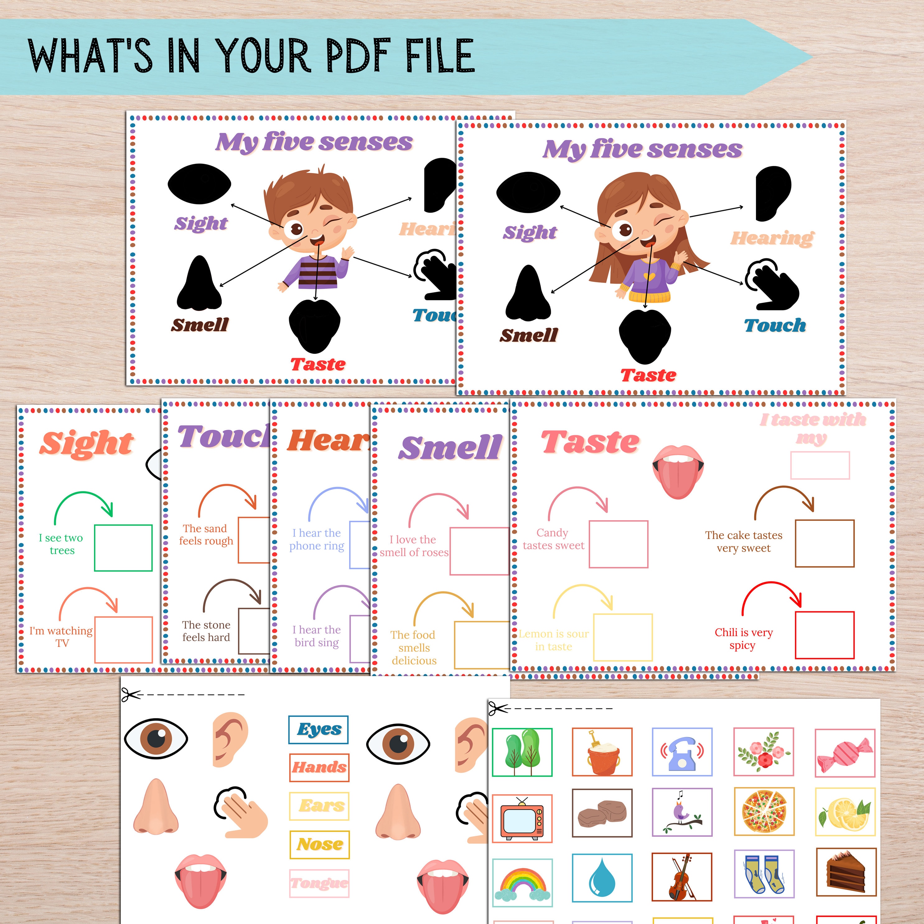 Five Senses Printable Learning, 5 Senses Sorting Activity, Preschool ...