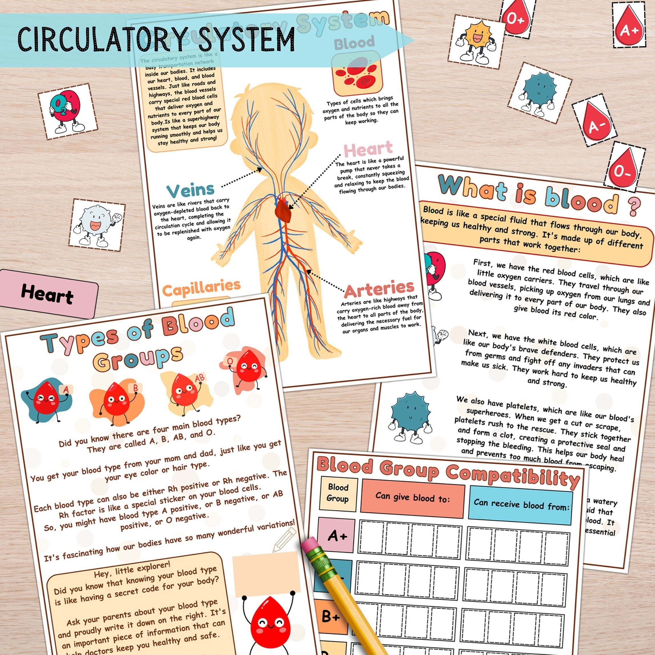 Circulatory System Activity, Blood Types & Compatibility Lesson, My ...