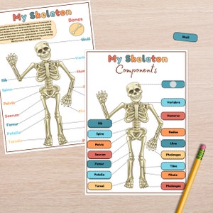 Human Skeleton Anatomy Learning Bundle, Skeleton Activity, Kids Bones ...