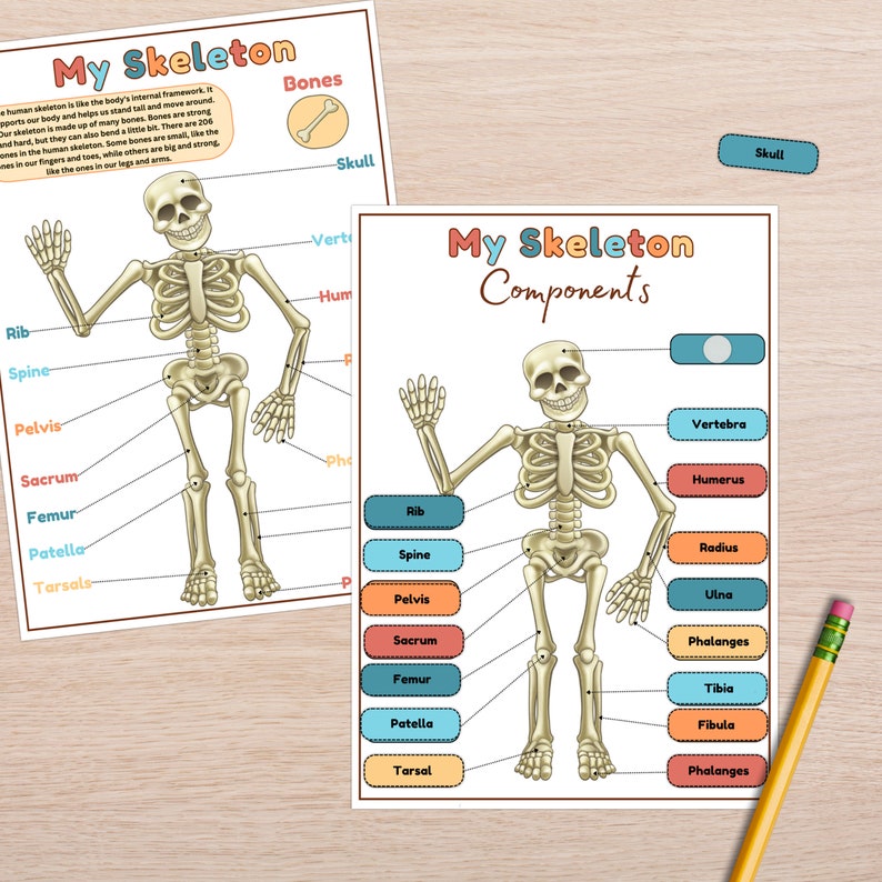 Human Skeleton Anatomy Learning Bundle, Skeleton Activity, Kids Bones ...