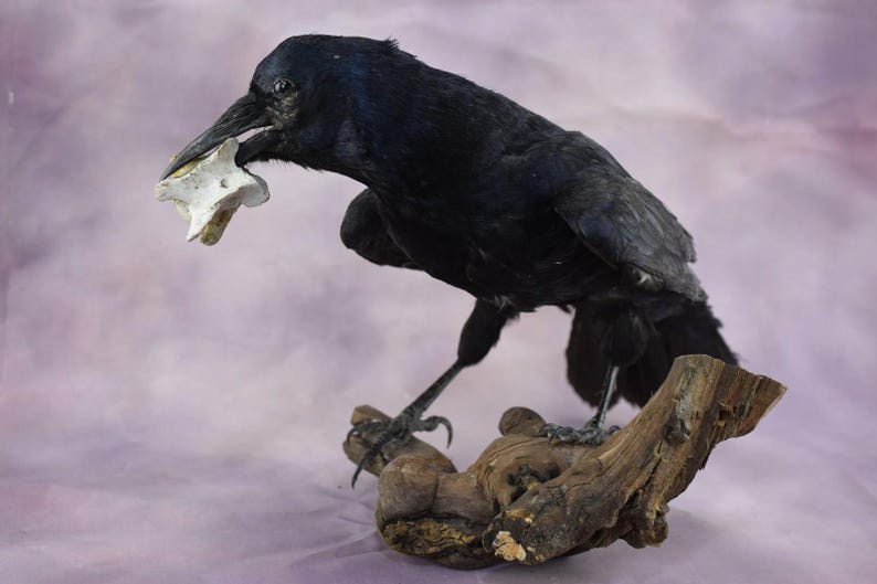 XL Rook With Trophy Bone - Crow - Stuffed Raven Bird Feathers Premium ...