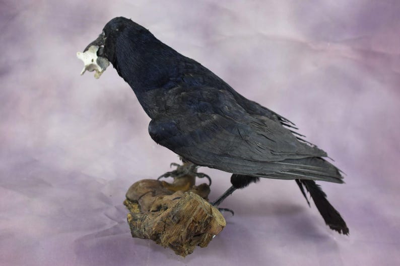 XL Rook With Trophy Bone - Crow - Stuffed Raven Bird Feathers Premium ...
