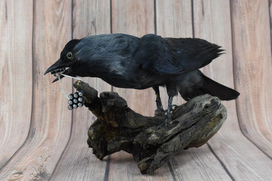 Jackdaw W/ Trophy Jewelry Shiny Stones Bracelet - Western Jackdaw ...