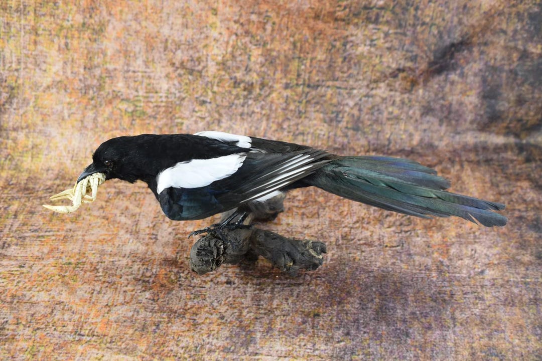 Stunning Magpie With Trophy Black Sea Crab Premium Taxidermy Rustic ...