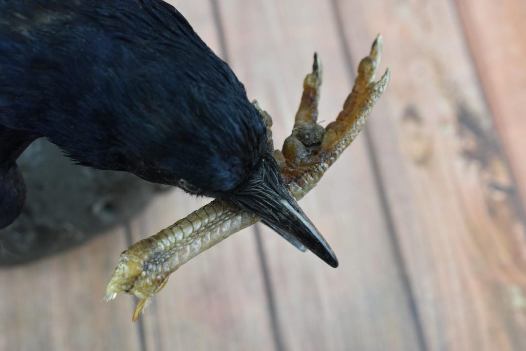 XL Rook With Trophy Rooster Leg - Crow - Stuffed Raven Bird Feathers ...