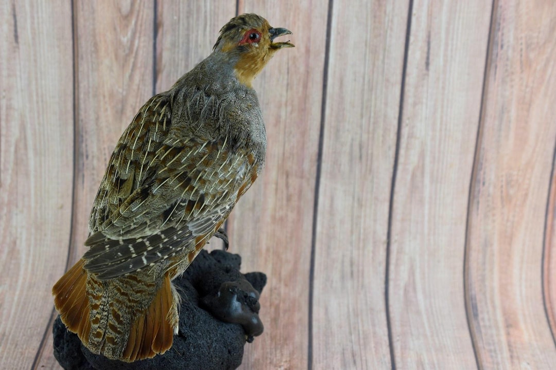 Stunning Partridge Premium Taxidermy Rustic Decor Stuffed Bird ...