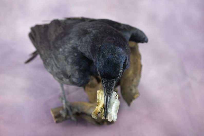 XL Rook With Trophy Bone - Crow - Stuffed Raven Bird Feathers Premium ...