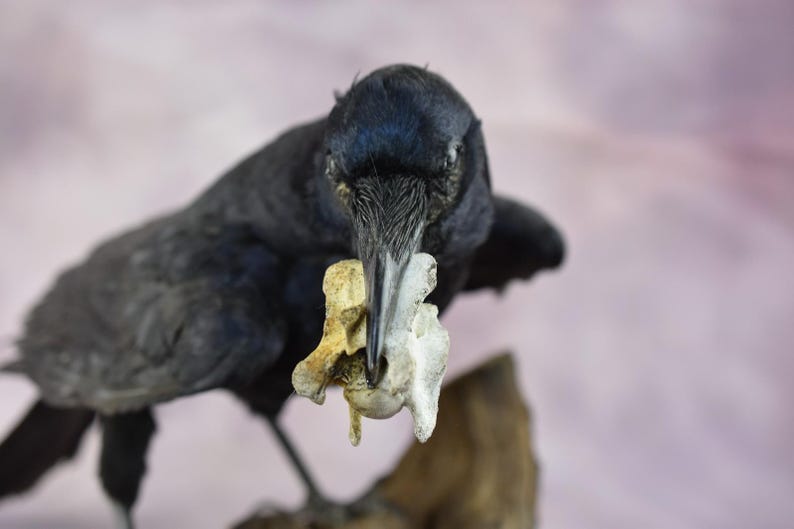 XL Rook With Trophy Bone - Crow - Stuffed Raven Bird Feathers Premium ...