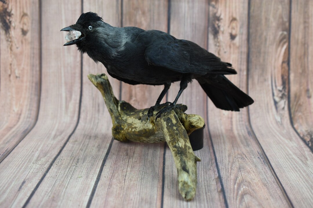 Black Crow W/ Trophy Diamond Stone Wood Wall Mount Taxidermy Bird ...