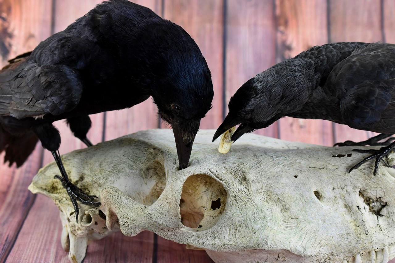 Gothic XL King Black Raven & Crow W/ Trophy Donkey Skull Premium ...