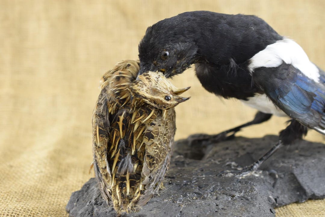 Stunning Magpie With Trophy Quail Coturnix Premium Taxidermy Rustic ...