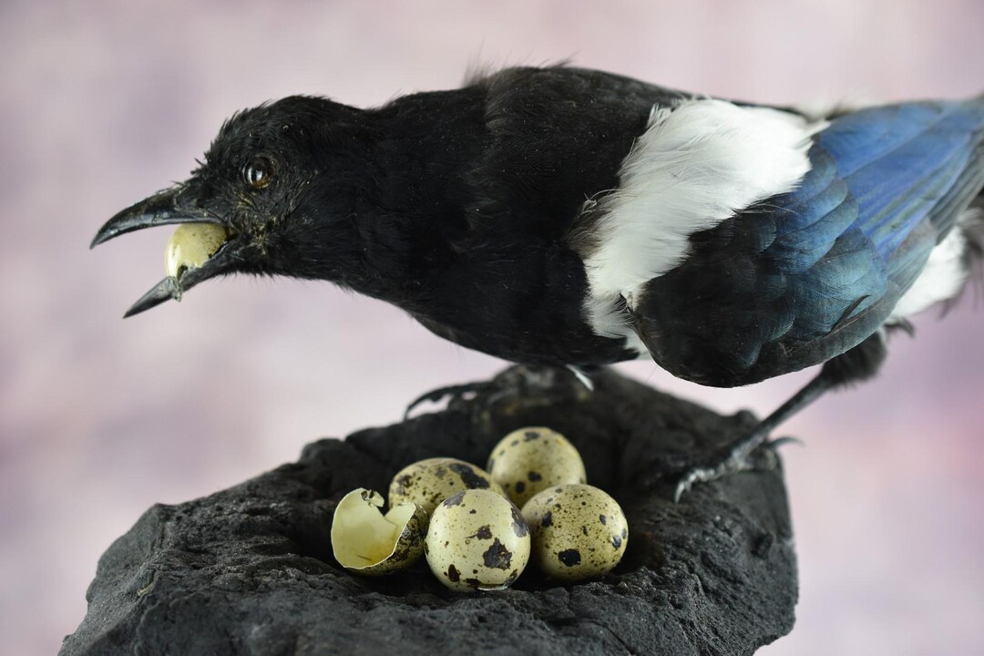 Taxidermy Magpie With Trophy Catch Nest Full With Eggs Premium Stuffed ...