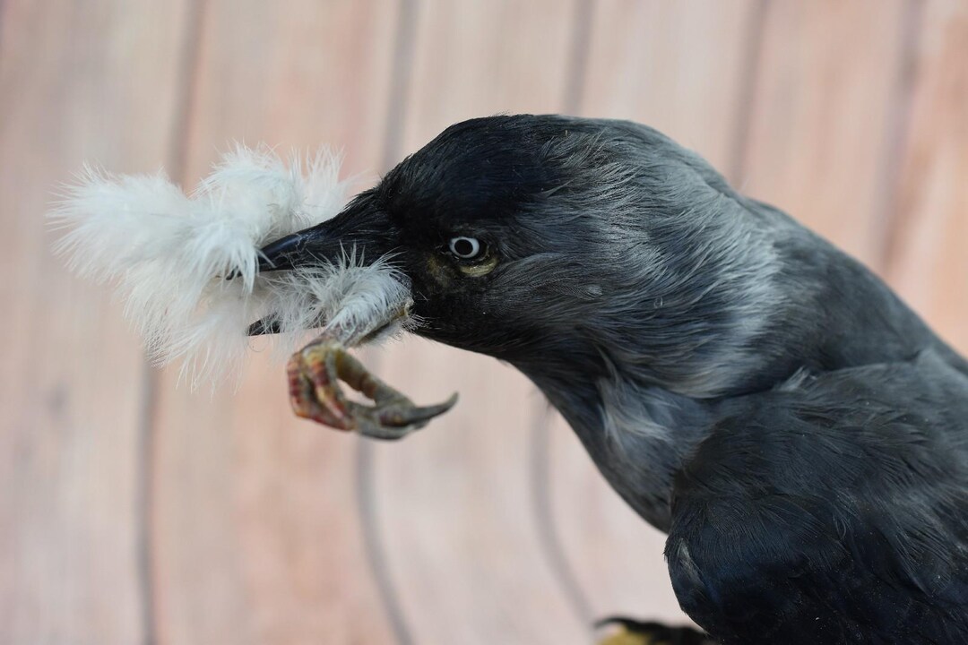 Jackdaw W/ Trophy Bird Leg - Western Jackdaw - Crow - Stuffed Bird ...