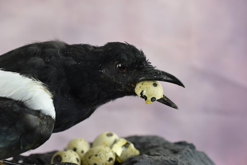 Taxidermy Magpie With Trophy Catch Nest Full With Eggs Premium Stuffed ...
