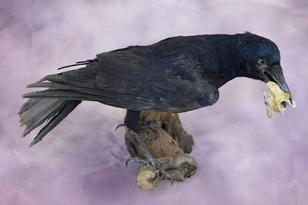 XL Rook With Trophy Bone - Crow - Stuffed Raven Bird Feathers Premium ...