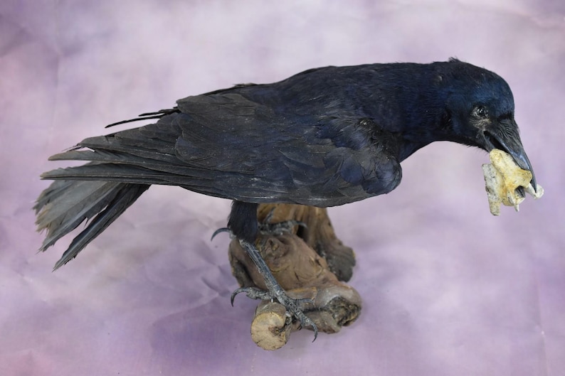 XL Rook With Trophy Bone - Crow - Stuffed Raven Bird Feathers Premium ...