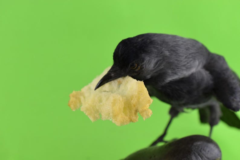 Black Crow W/ Trophy Bread Slice Wood Wall Mount Taxidermy Bird Jackdaw ...