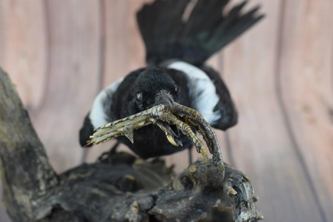 Stunning Magpie With Trophy Chicken Leg Premium Taxidermy Rustic Decor ...