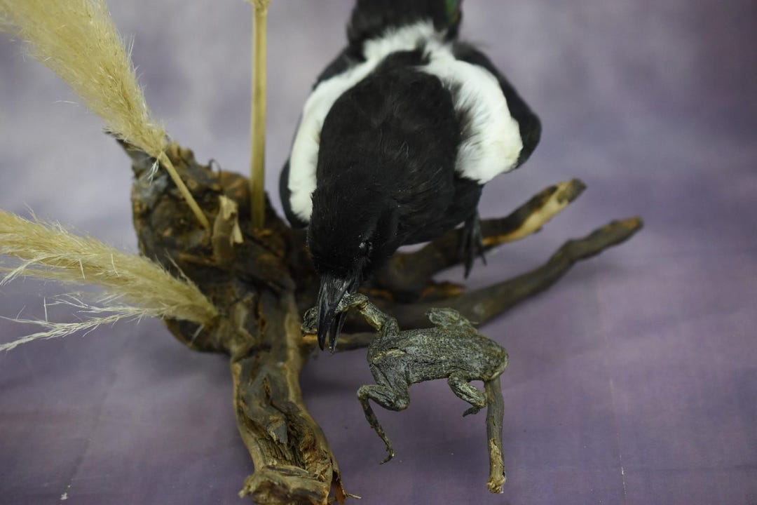 Premium Taxidermy Stunning MAGPIE With FROG Trophy Catch - Etsy