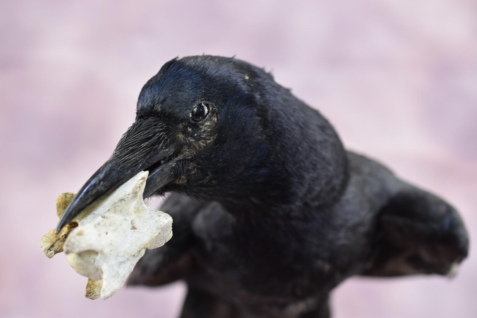 XL Rook With Trophy Bone - Crow - Stuffed Raven Bird Feathers Premium ...