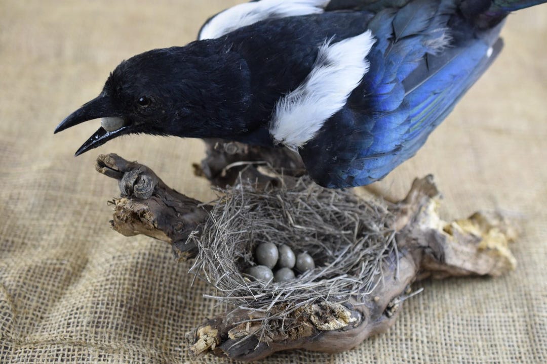 Taxidermy Magpie With Trophy Catch Nest Full With Eggs Premium Stuffed ...