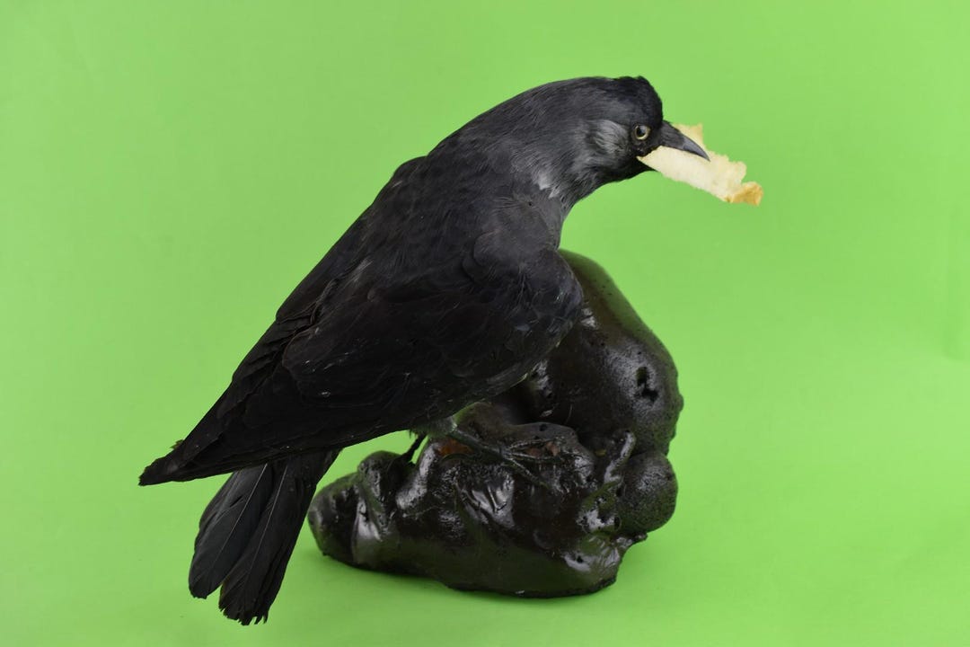 Black Crow W/ Trophy Bread Slice Wood Wall Mount Taxidermy Bird Jackdaw ...