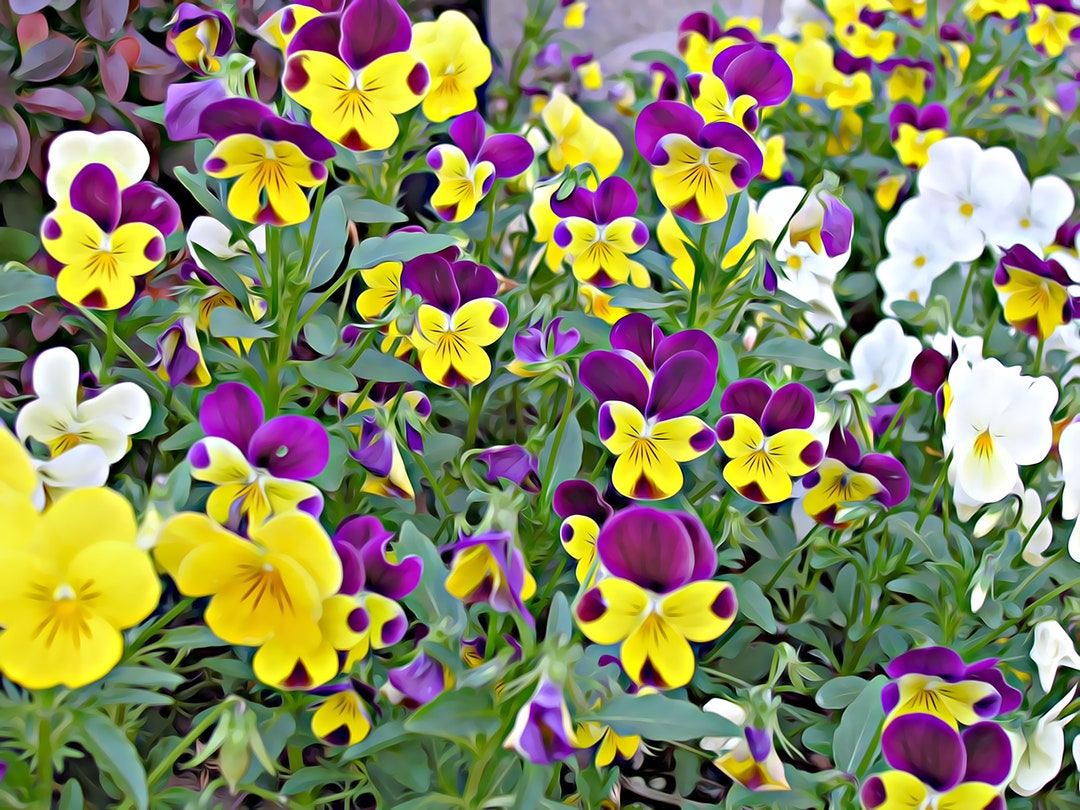 Happy Pansies Splash of Spring Color - Etsy