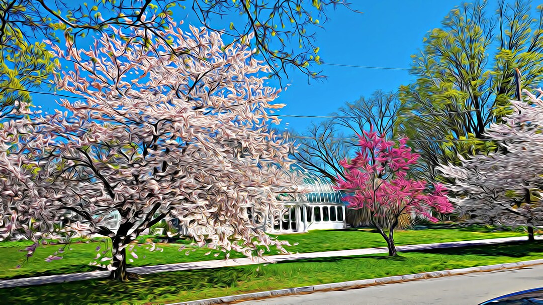 Spring in Full Bloom at the Conservatory - Etsy