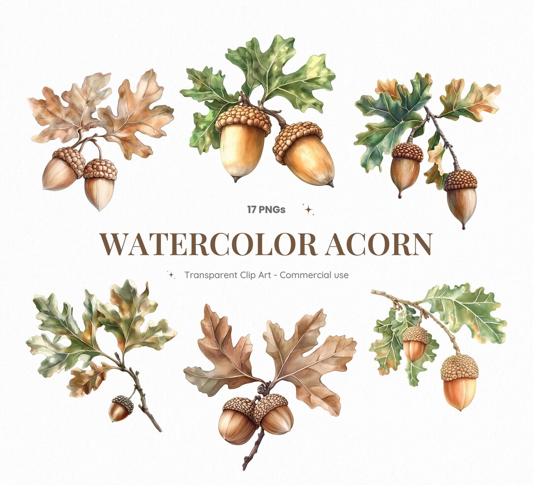 17 Watercolor Acorn Clipart PNG, Fall Oak Leaves Branches, Autumn ...
