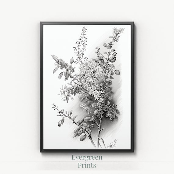 Bush Pencil Drawing