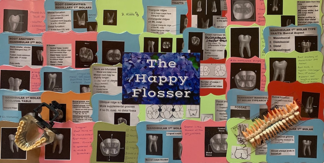 Molar Tooth Anatomy Flashcards for Dental Hygiene - Etsy