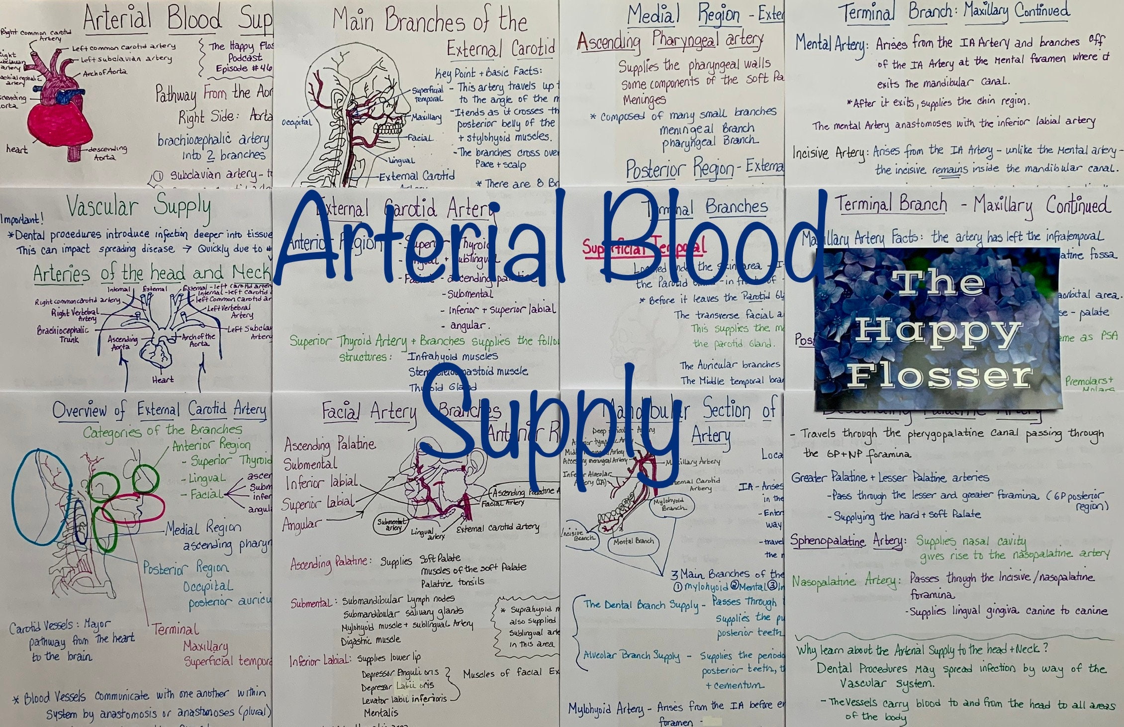 Anatomy of the Blood Supply to the Head and Neck Study Sheets for ...