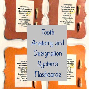 Tooth Anatomy and Designation Systems Flashcards for Dental Students - Etsy